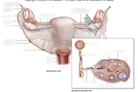 Ovary Diagram Quizlet