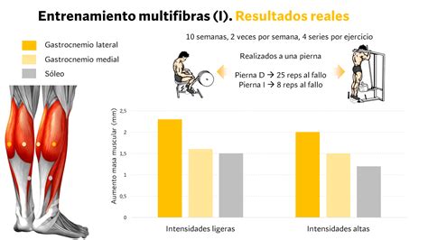 Tipos De Fibras Musculares Y Relaci N Con El Entrenamiento