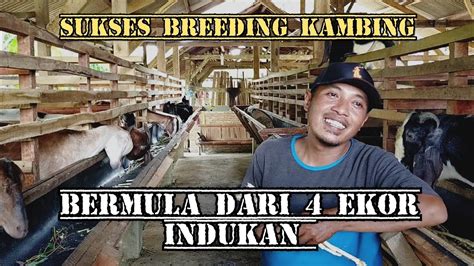 Bermula Dari 4 Ekor Indukan Sekarang Sukses Breeding Kambing YouTube