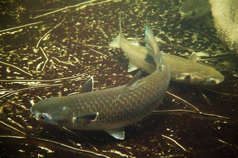 Legado para o futuro projeto une tecnologia sustentável à pesca da