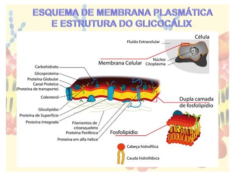 PPT MEMBRANA PLASMÁTICA PowerPoint Presentation free download ID