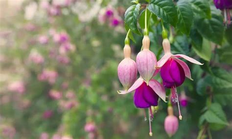 How To Propagate Fuchsia The Garden Bug Detroit