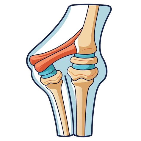 Human Knee Joint Anatomy Clipart Cartoon Style Vector Illustration