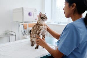 Quand et pourquoi emmener son chat chez le vétérinaire signes