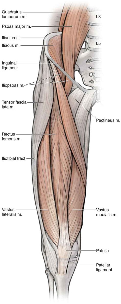 Hip Muscles Diagram Hip Muscles And Tendons Best Diagram Collection