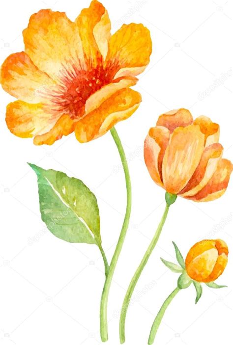 Colección floral de vector de flores amarillas Acuarela Vector de