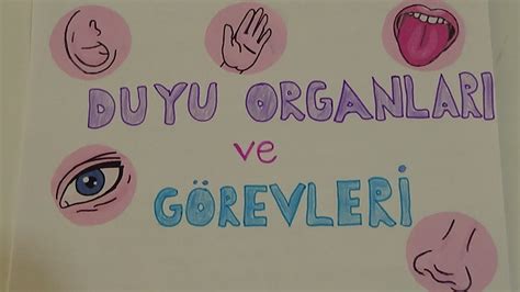 DUYU ORGANLARIMIZ GÖREVLERİ ve SAĞLIĞI 3 SINIF FEN BİLİMLERİ YouTube