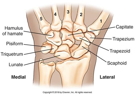 Capitate Bone