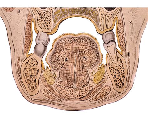 Anatomie Topographische Anatomie