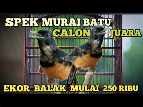 NEMU MURAI BATU TROTOL JANTAN CALON JUARA PASAR BURUNG PRAMUKA YouTube