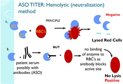 Clin Immuno Exam Flashcards Quizlet
