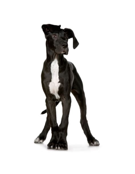 เกรทเดน Great Dane Dogilike