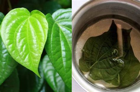 Bolehkah Minum Air Rebusan Daun Sirih Setiap Hari Ini Penjelasan Ilmu