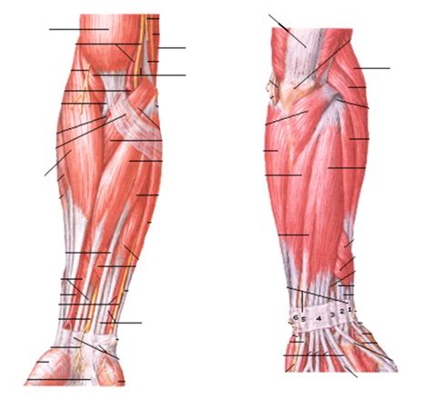 Arm And Forearm Muscles Diagram Quizlet