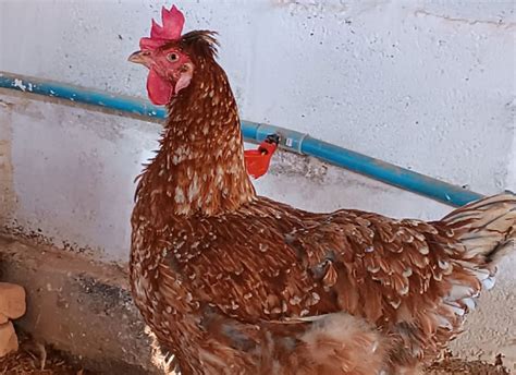 Galinha Sertaneja Balão