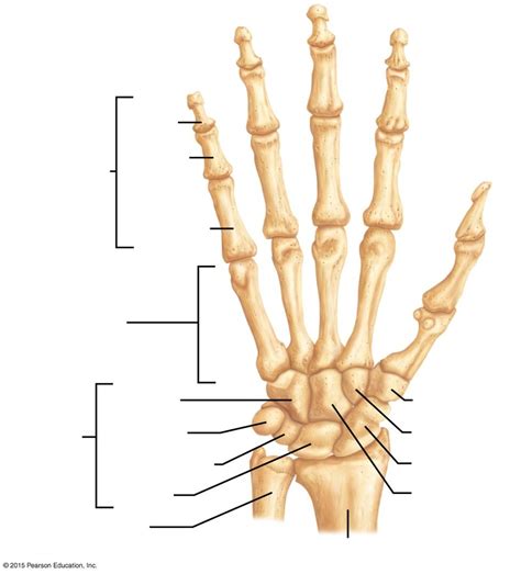 Hand Bones Diagram