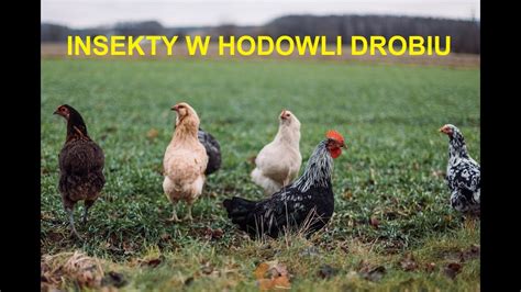 Odcinek 992 JAK POZBYĆ SIE INSEKTÓW I RÓŻNYCH ROBAKÓW Z KURNIKA PORADY