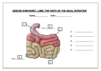 Science Worksheet Label The Parts Of The Small Intestine By Science