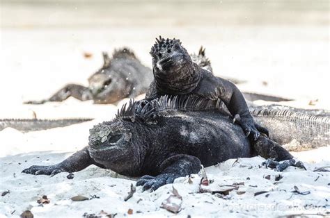 Fauna y flora de las Islas Galápagos lo que no te debes perder en este