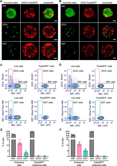 Frontiers Sustained Heterologous Gene Expression In Pancreatic Islet