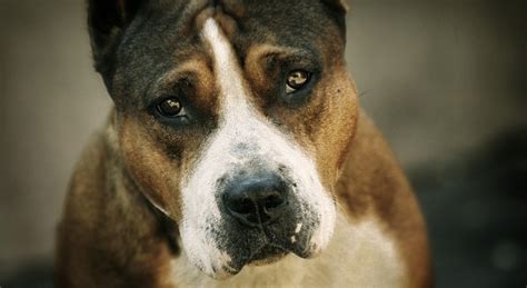 Criança morre após ser atacada por pitbull