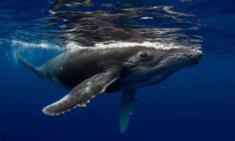 Baleia Jubarte Ficha T Cnica Tamanho Peso Habitat E Fotos Mundo