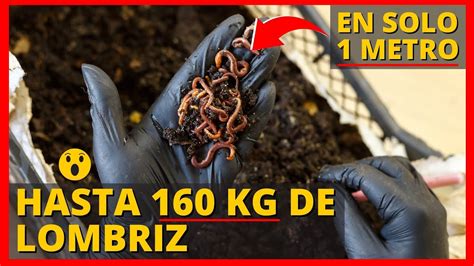 Lombricultura en Casa DESDE CERO Cómo hacer Humus de Lombriz