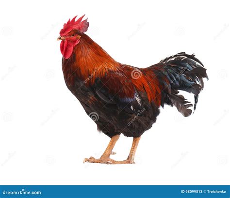 Gallo Masculino Hermoso Aislado En El Fondo Blanco Primer Imagen De
