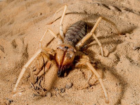 La extraña araña camello el indómito depredador del desierto