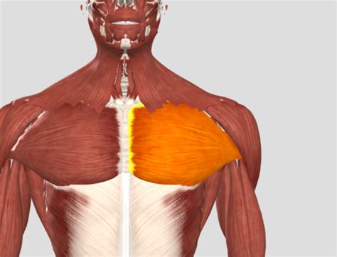 Gross Anatomy Mid Term Muscles Flashcards Quizlet