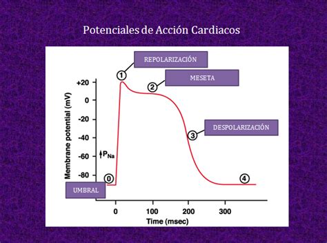 El Mundo de la Fisiologia Potenciales de Acción Cardiacos