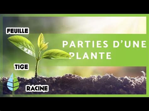 Composition d une fleur et leur FONCTION avec SCHÉMAS