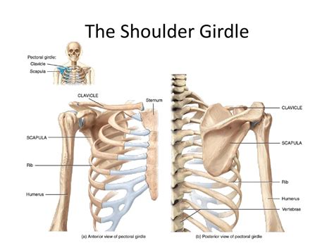 Shoulder Girdle Posterior