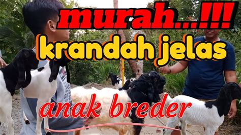 MURAH KRANDAH JELAS NEGO DAN FREE ONGKIR SE JAWA KAMBING PE