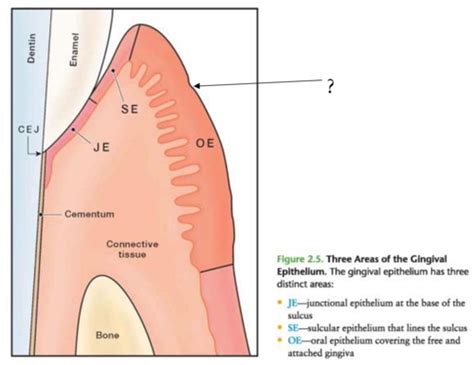 Oral Histology And Embryology Exam Gingiva Flashcards Quizlet