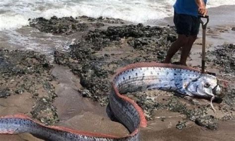Hallan En Una Playa El Pez Del Fin Del Mundo Chapin TV