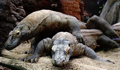 El Dragón de Komodo se aparea