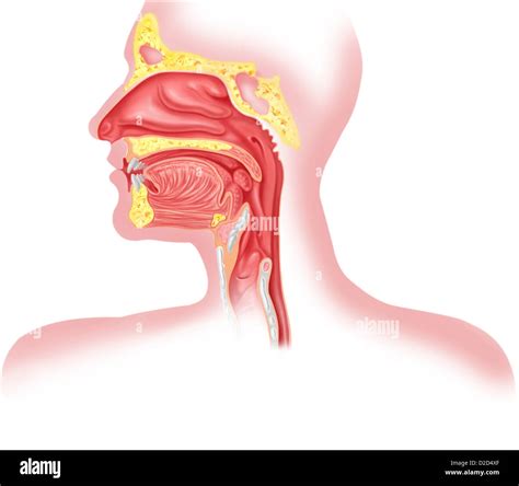 Respiratory Tract Hi Res Stock Photography And Images Alamy