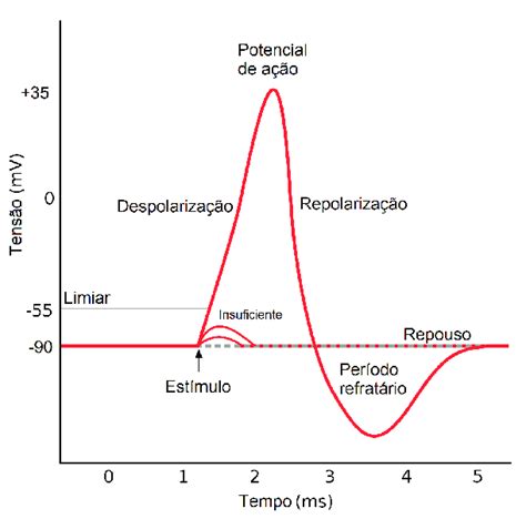 4 Potencial de ação em um membrana celular neuronal Download