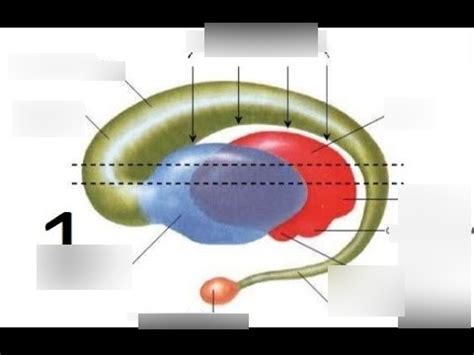 Ganglios Basales Diagram Quizlet