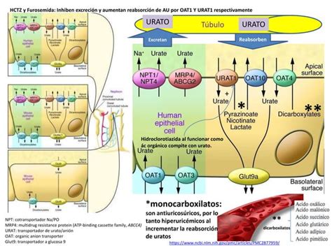 Metabolismo del ácido úrico PPT Descarga Gratuita