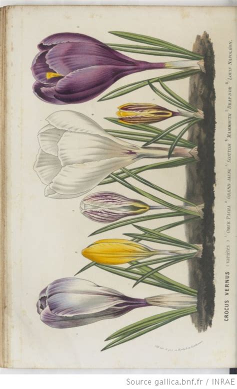 Flore Des Serres Et Des Jardins De L Europe Ou Descriptions Et Figures