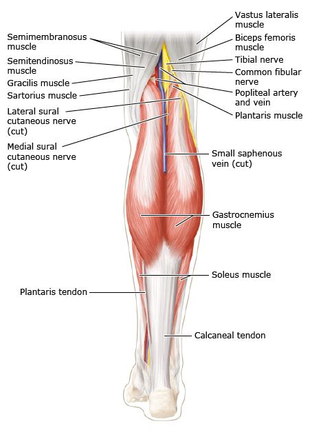 Muscles Of The Posterior Leg Superficial Dissection UpToDate