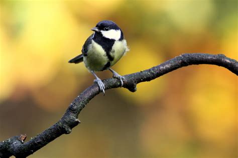 Images Gratuites La Nature Branche Oiseau Fleur Faune Le Bec L