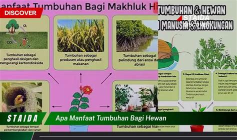 Temukan Rahasia Manfaat Tumbuhan Bagi Hewan Yang Jarang Diketahui
