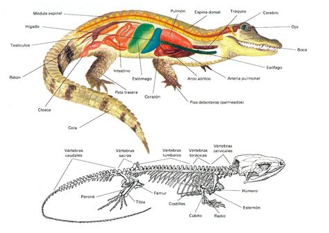 Anatomía animal Anatomía Anatomia veterinaria