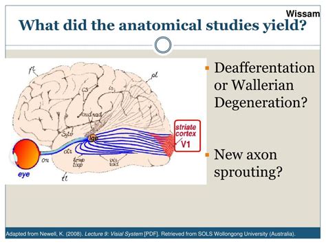 ppt receptive field dynamics in adult primary visual cortex powerpoint presentation id 6883757
