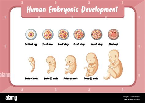 Infografik Zur Entwicklung Des Menschlichen Embryos Stock Vektorgrafik