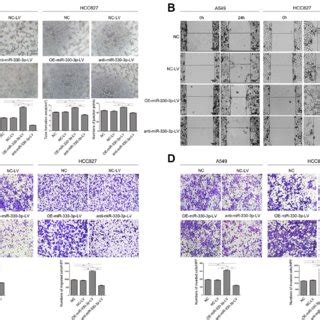MiR 330 3p Promoted Tube Formation Cell Migration And Invasion In A549