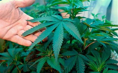 Cuánto tiempo tarda en crecer una planta de cannabis